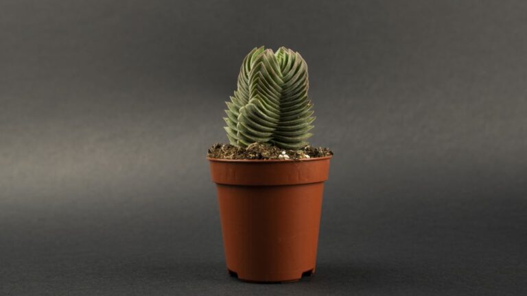 9 Types of Cactus and How to Care for Them