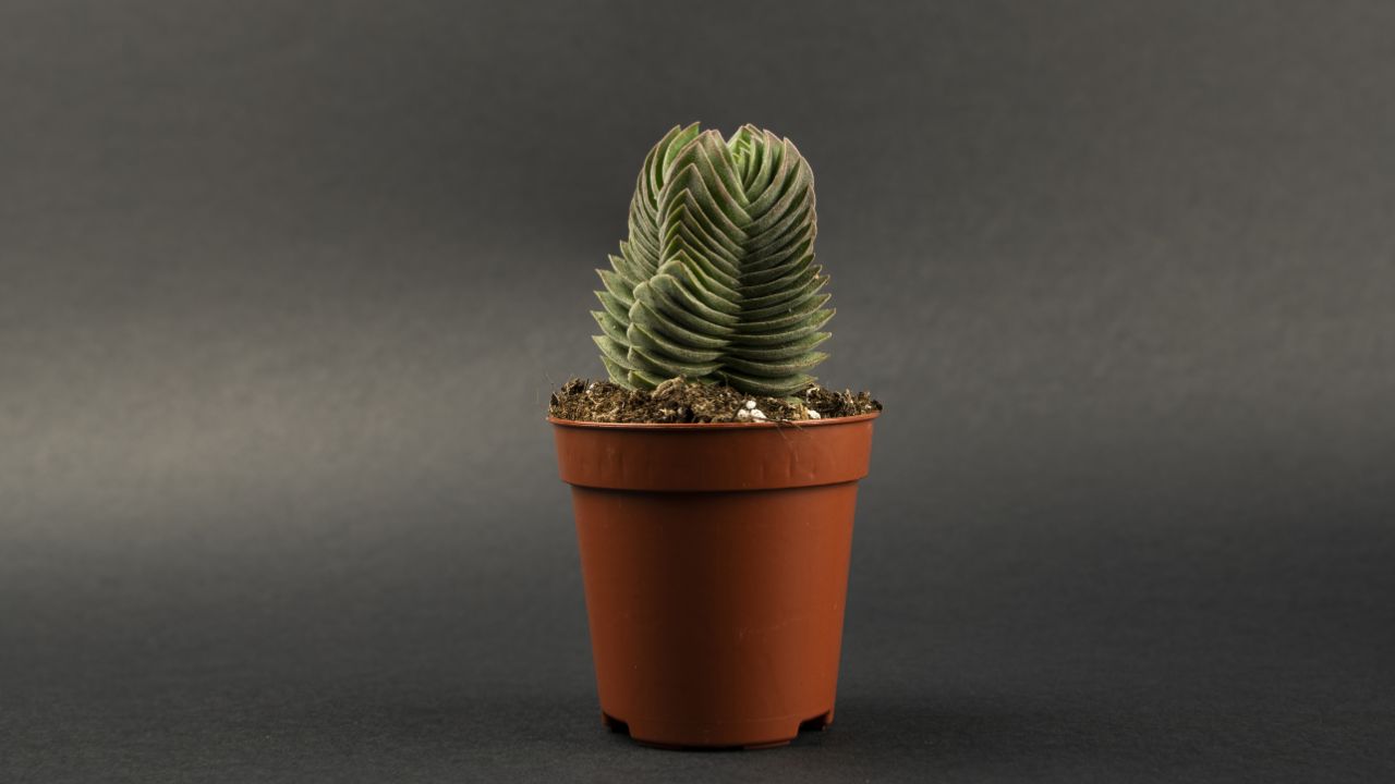 9 Types of Cactus and How to Care for Them