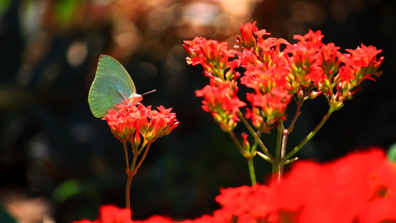 9 Best Flowers For Butterflies To Create a Pollinator Paradise