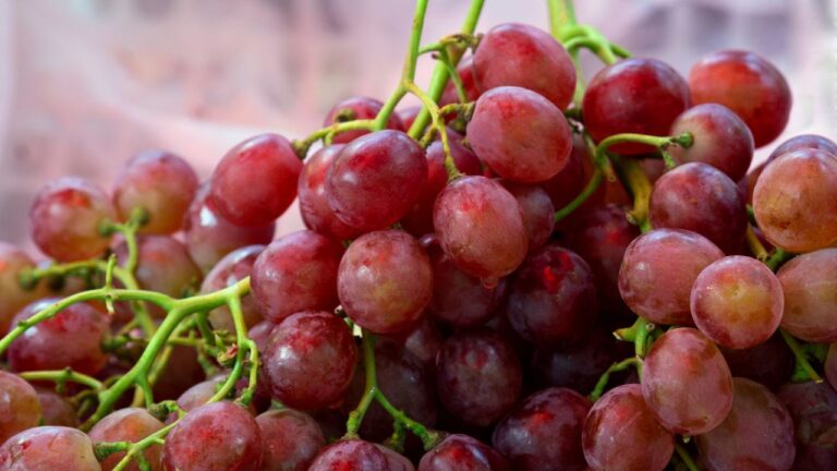 Exploring the 10 Different Types of Grapes