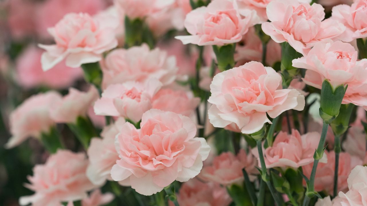 9 Flowers For Condolences Honoring Loved Ones
