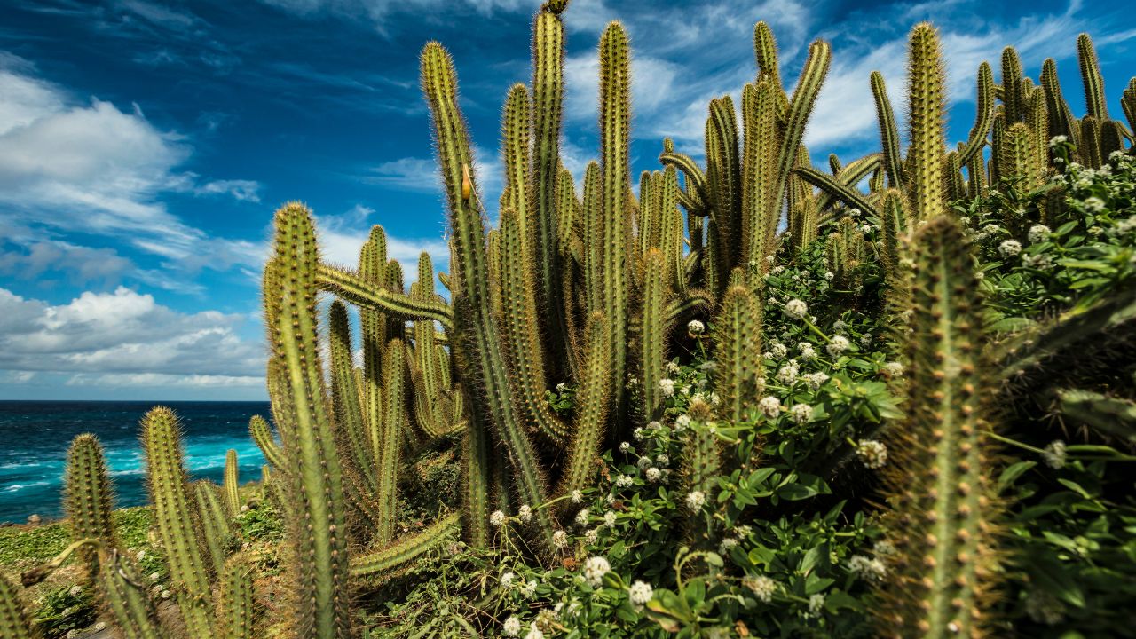 9 Types of Cactus and How to Care for Them