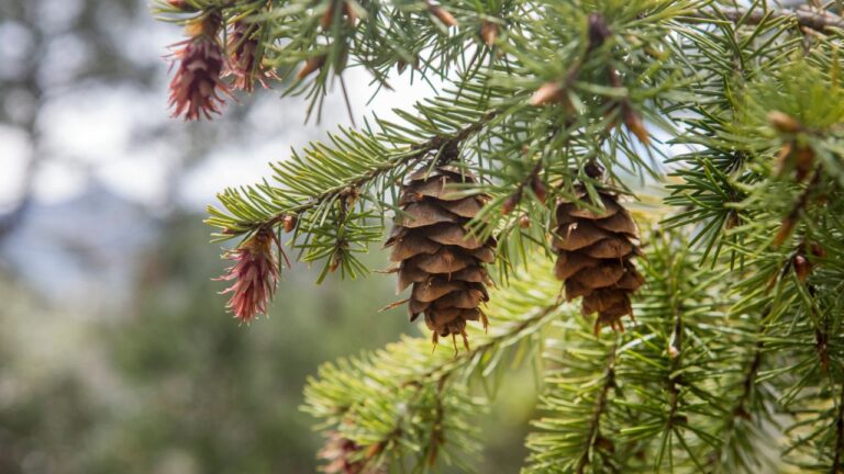 9 Types of Pine Trees for Enhancing Your Outdoor Space