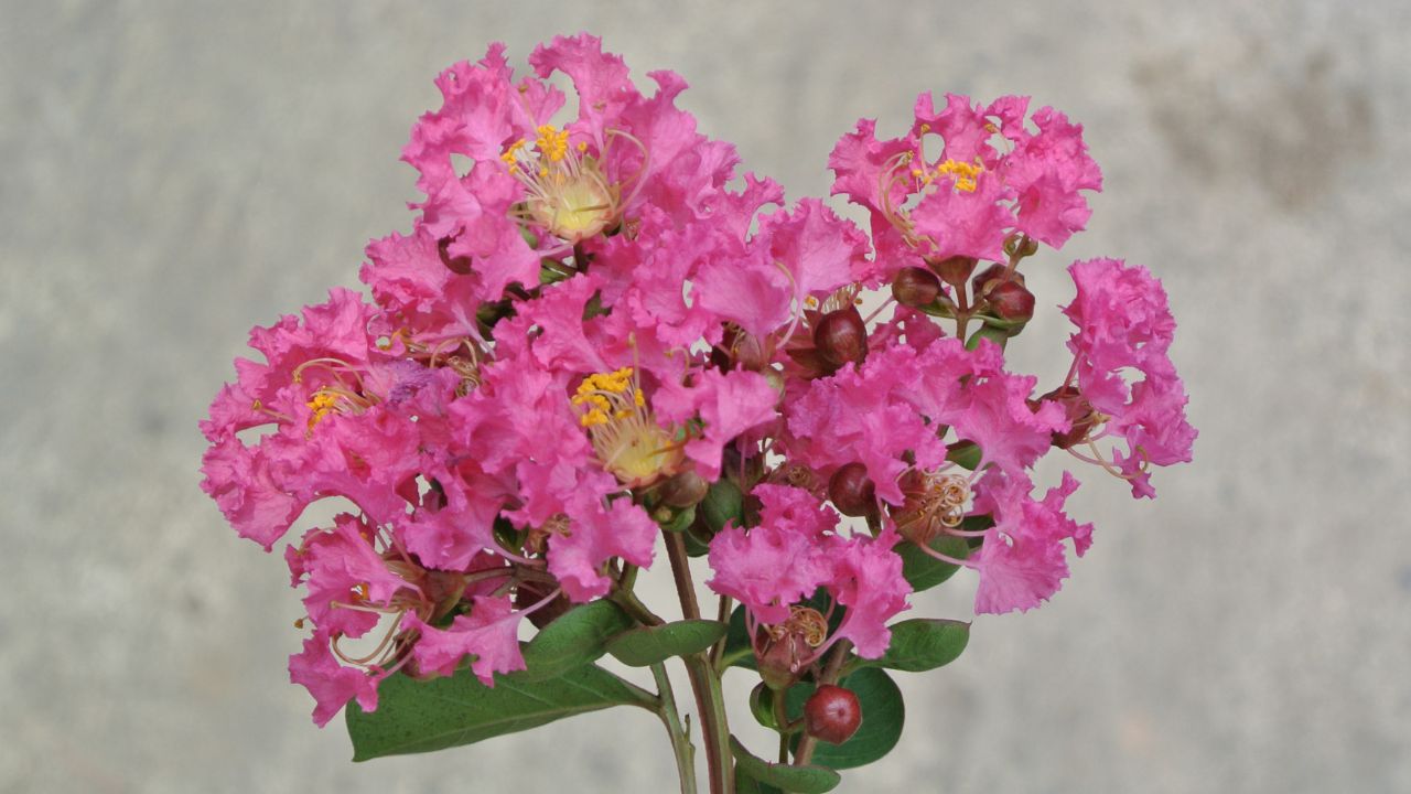 10 Flowers for Men That Are Stylish and Thoughtful