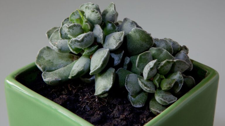9 Types of Cactus and How to Care for Them