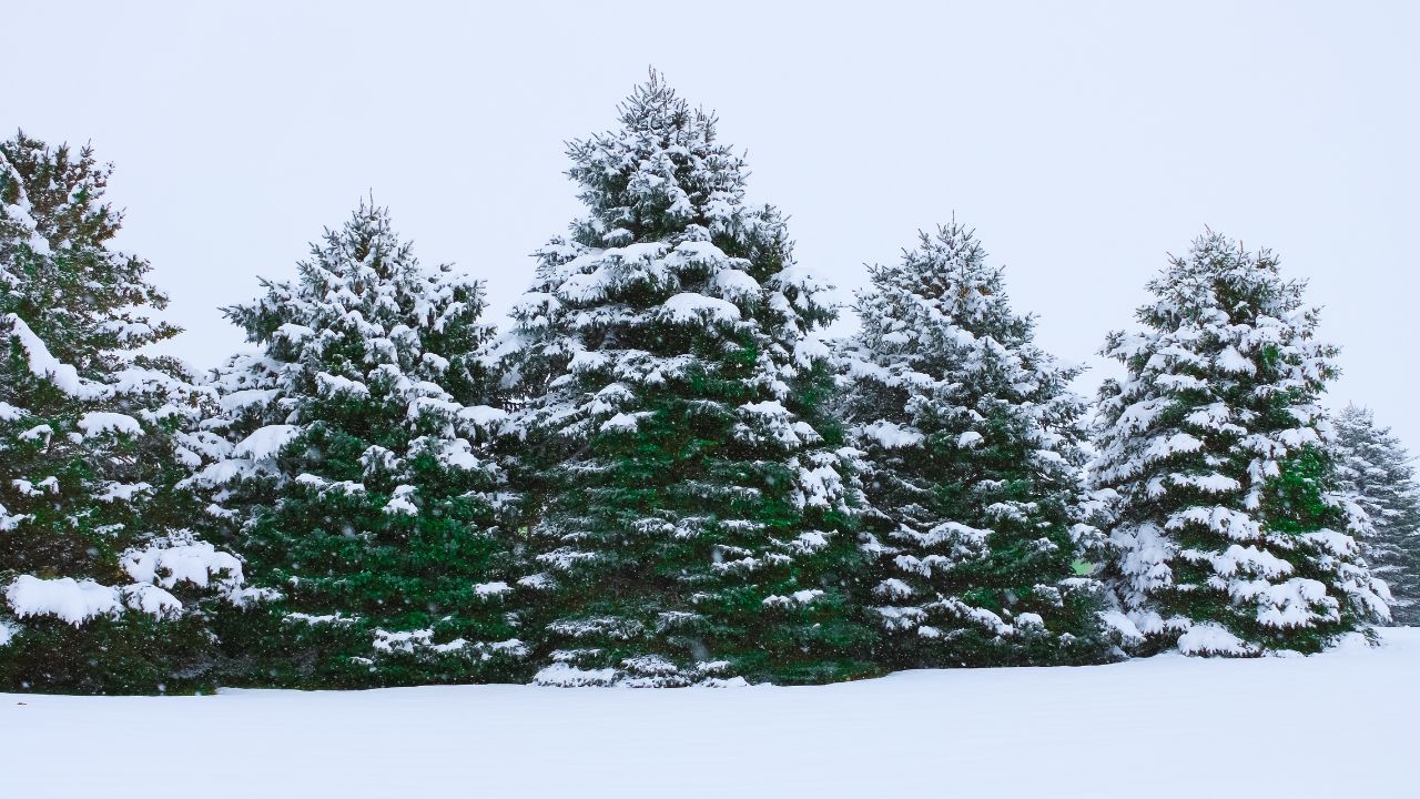 7 Types of Evergreen Trees to Perfect Your Landscape