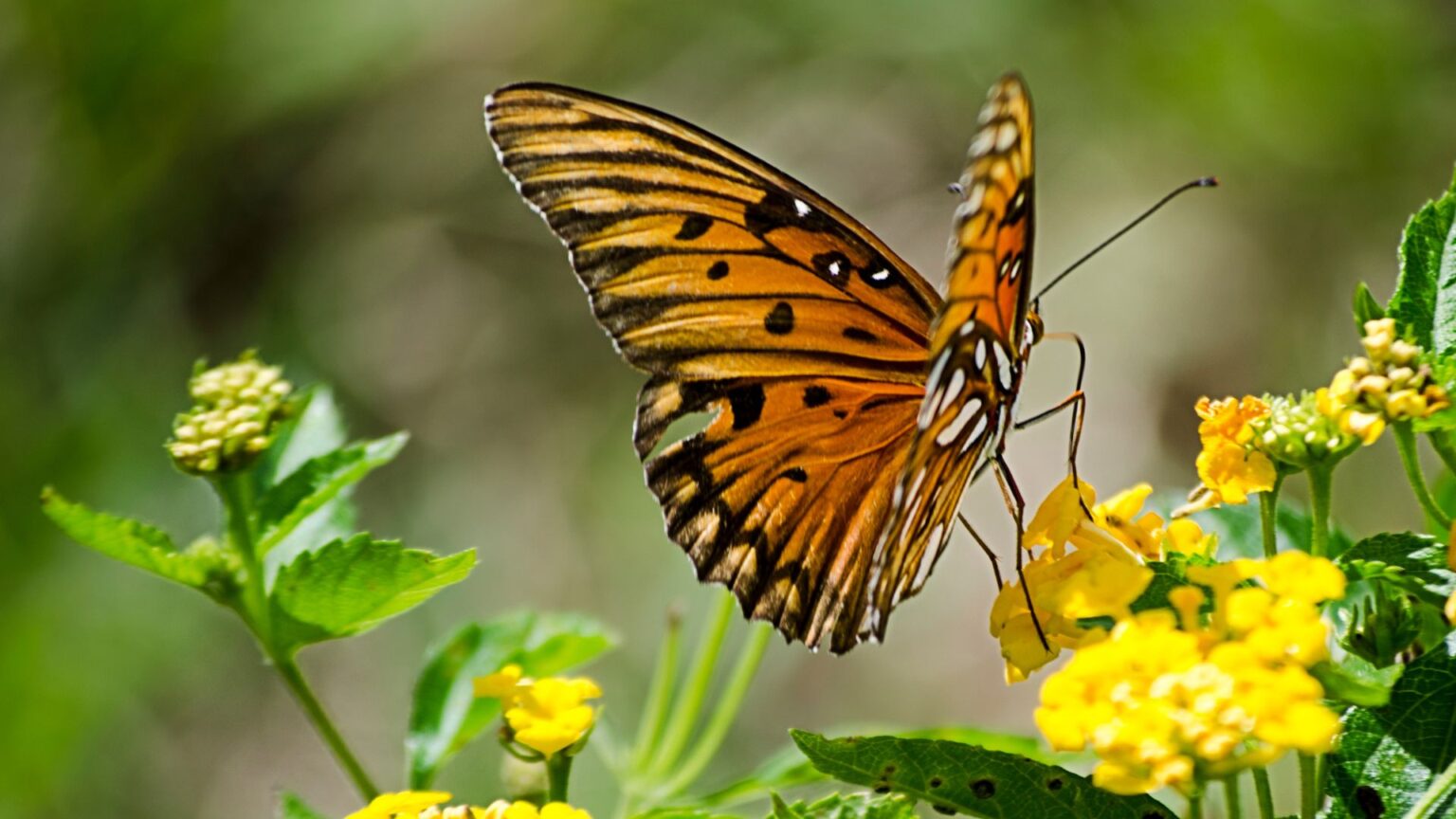 9 Best Flowers For Butterflies To Create a Pollinator Paradise