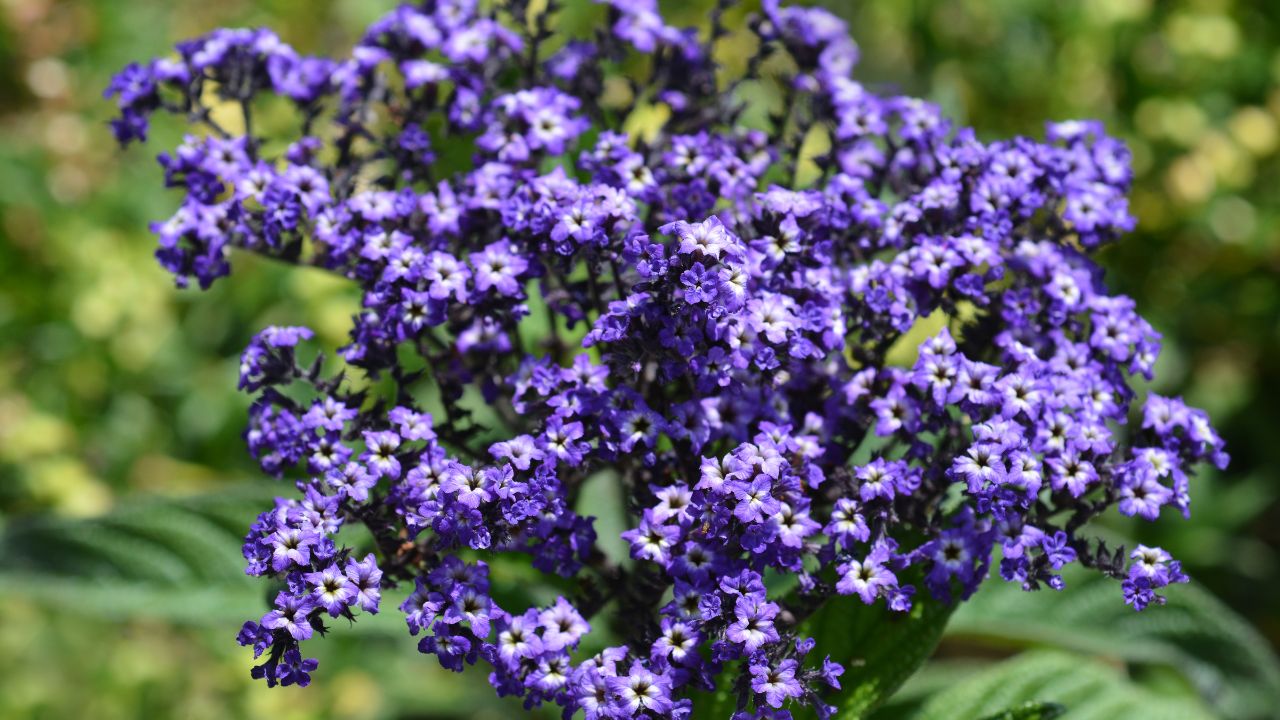 10 Purple Flowers to Transform Your Garden
