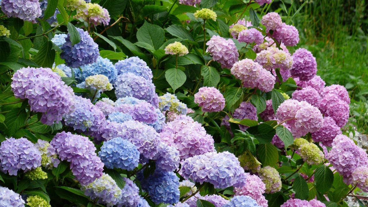 9 Best Flowers for Corsages for Every Special Occasion