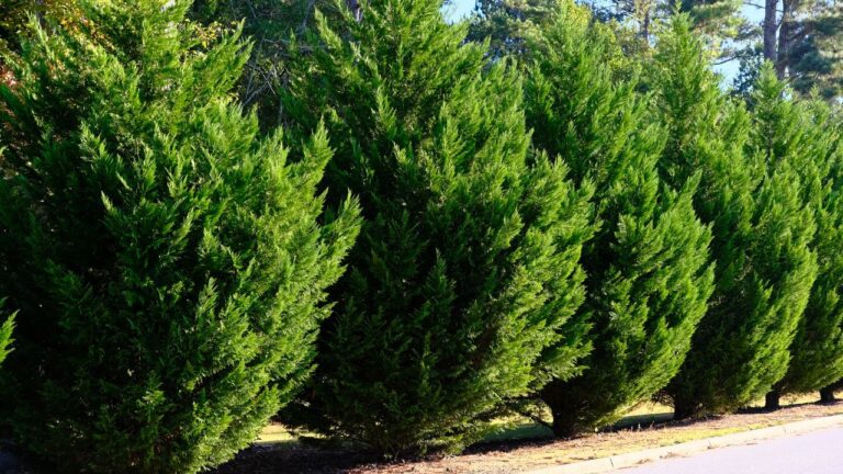 7 Types of Evergreen Trees to Perfect Your Landscape