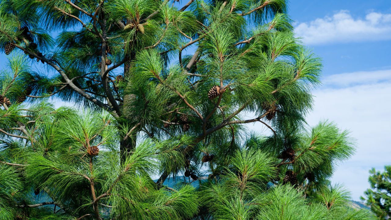9 Types of Pine Trees for Enhancing Your Outdoor Space