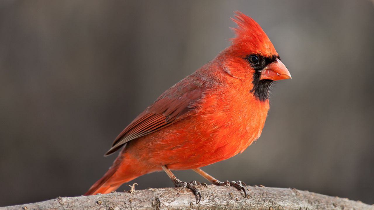 7 Types of Songbirds That Will Fill Your Garden with Beautiful Songs