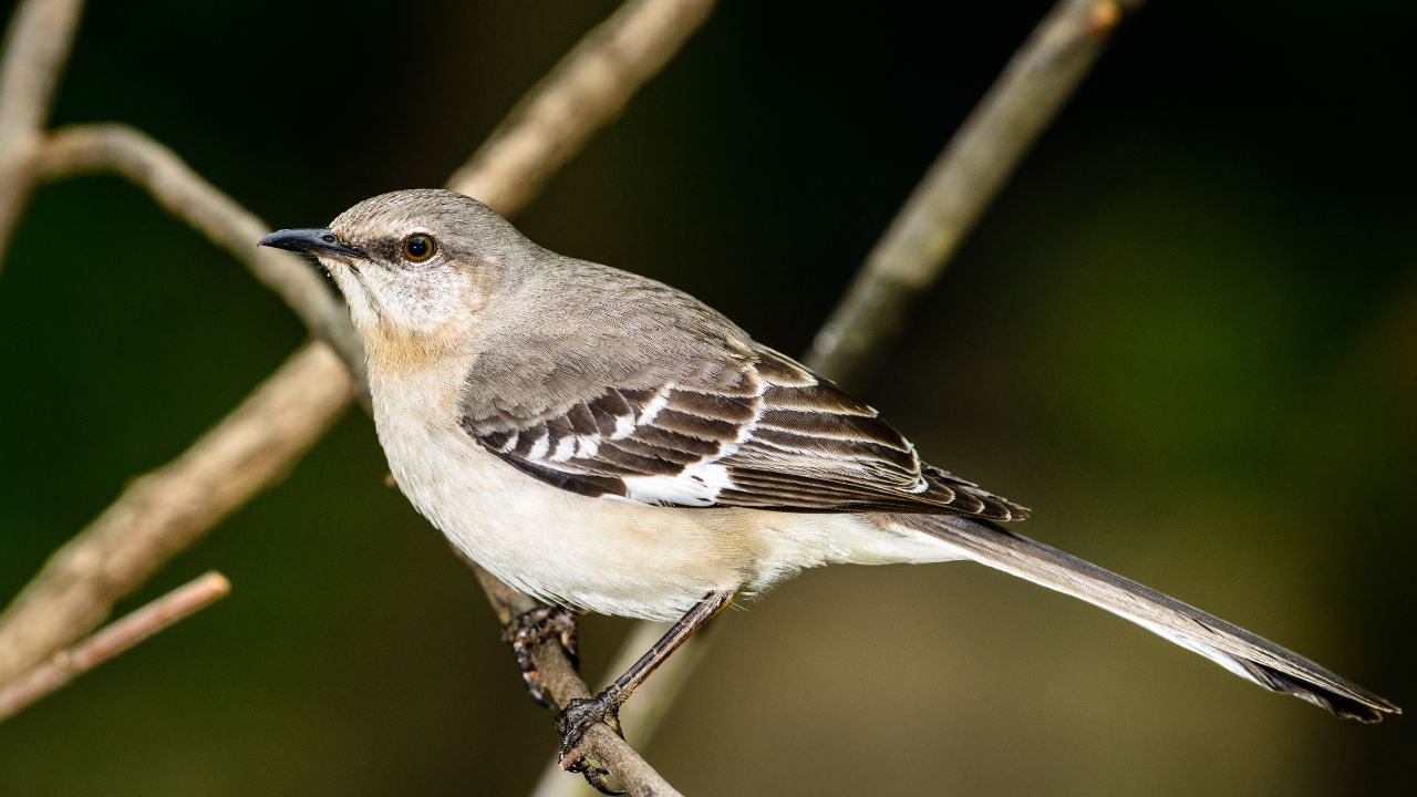7 Types of Songbirds That Will Fill Your Garden with Beautiful Songs