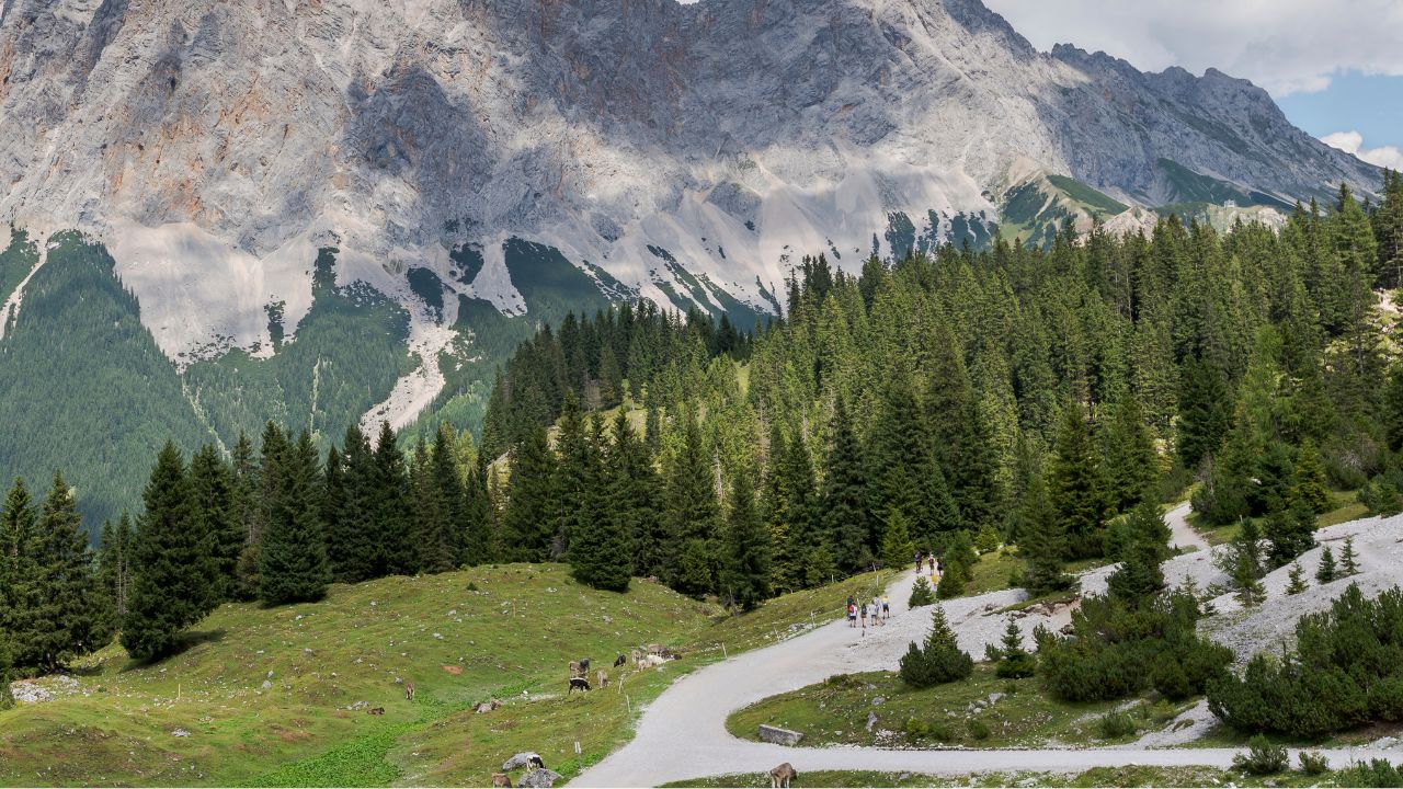 7 Types of Evergreen Trees to Perfect Your Landscape