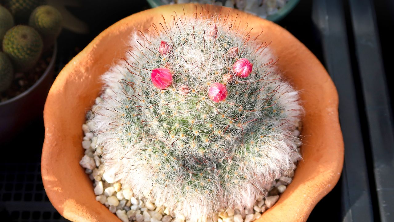 9 Types of Cactus and How to Care for Them