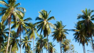 9 Types of Palm Trees to Transform Your Outdoor Space