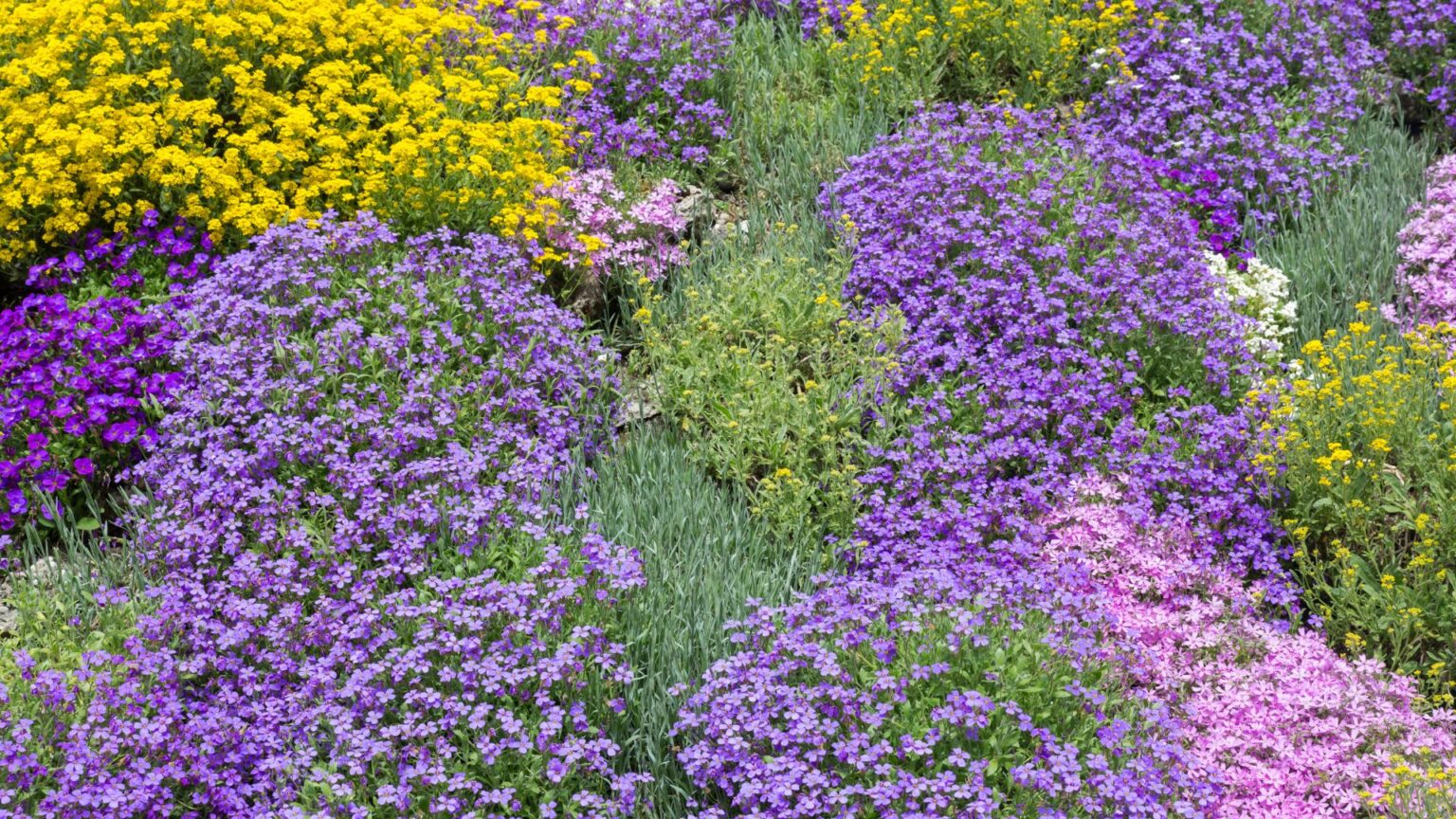 10 Best Perennials for Ground Cover to Add Texture and Color to Your Garden