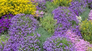 10 Best Perennials for Ground Cover to Add Texture and Color to Your Garden
