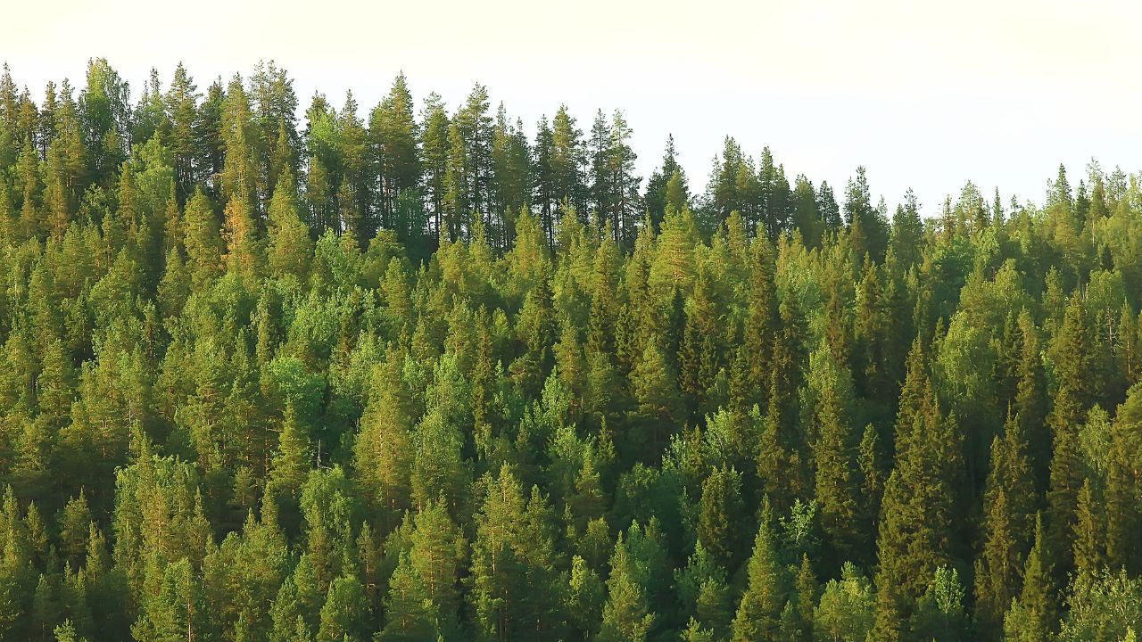 7 Types of Evergreen Trees to Perfect Your Landscape