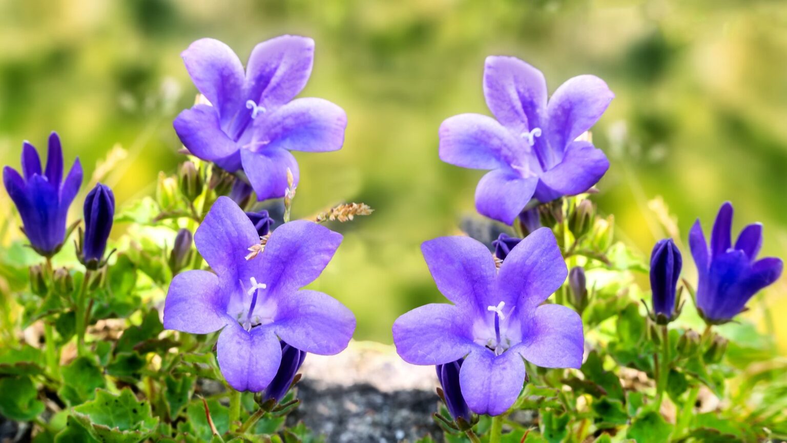10 Purple Flowers to Transform Your Garden