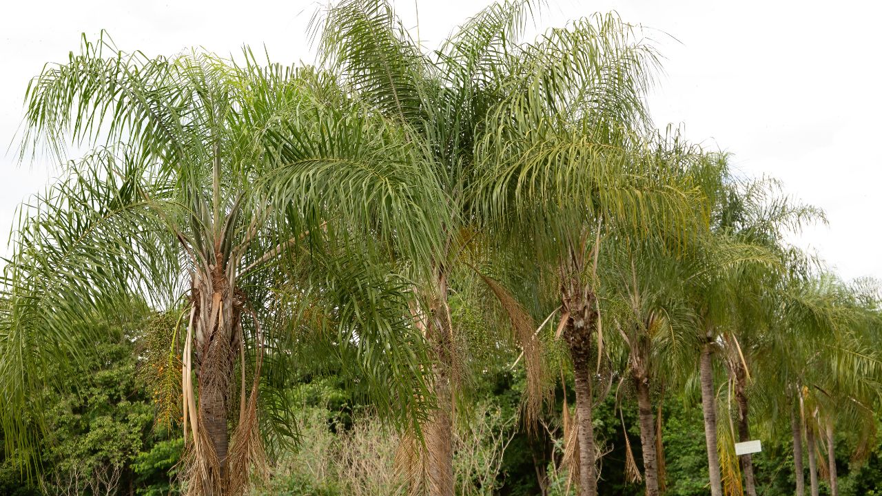 9 Types of Palm Trees to Transform Your Outdoor Space