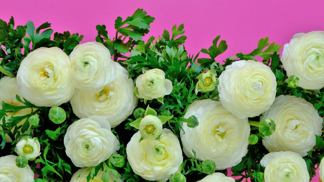 10 White Flowers for Every Garden