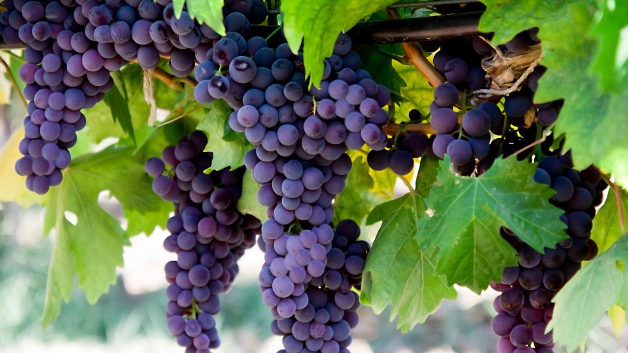 Exploring the 10 Different Types of Grapes
