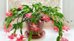 9 Types of Cactus and How to Care for Them