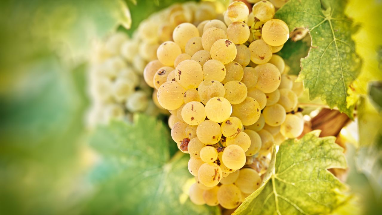 Exploring the 10 Different Types of Grapes