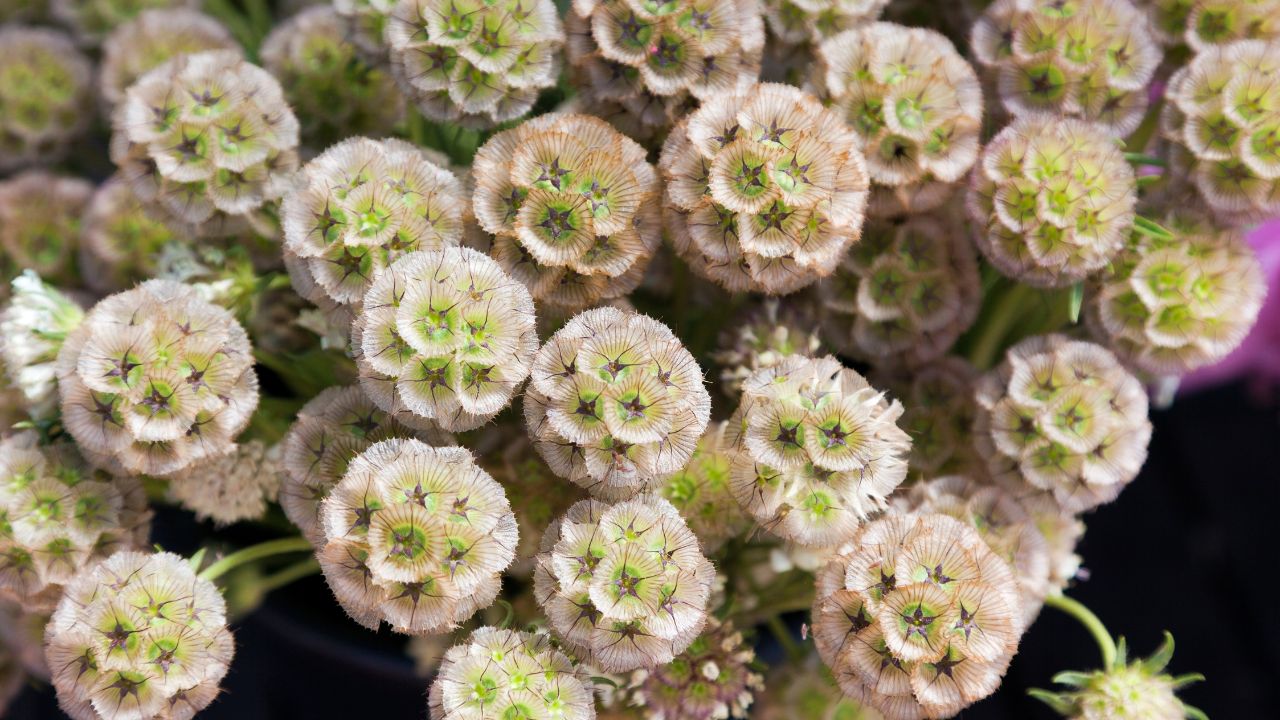 10 Flowers for Men That Are Stylish and Thoughtful