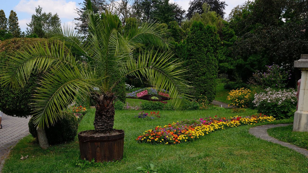 9 Types of Palm Trees to Transform Your Outdoor Space