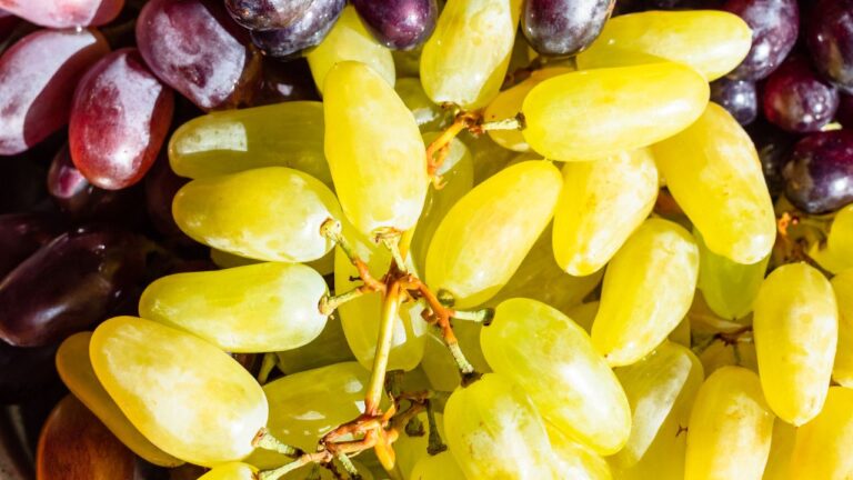 Exploring the 10 Different Types of Grapes