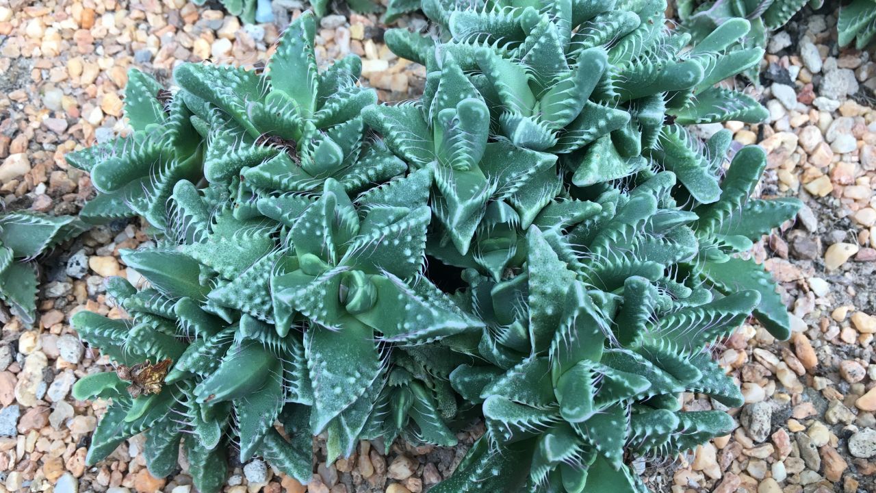 9 Types of Cactus and How to Care for Them