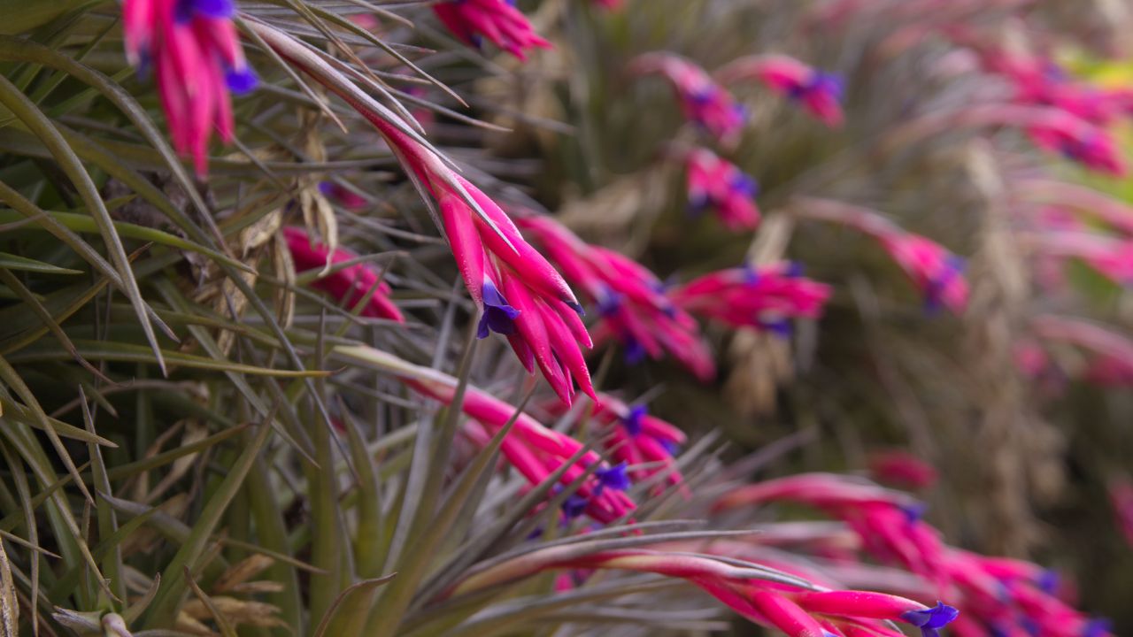 9 Types of Air Plants for Your Home