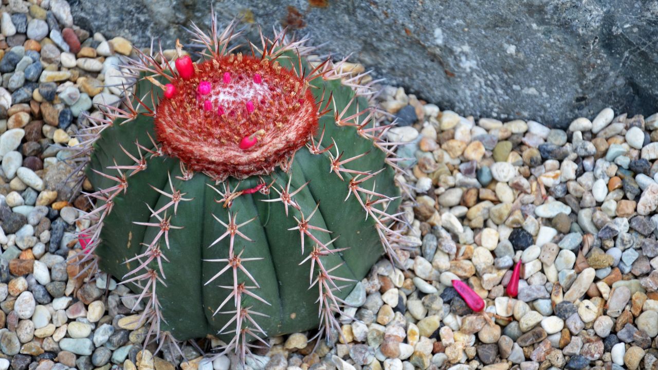 9 Types of Cactus and How to Care for Them