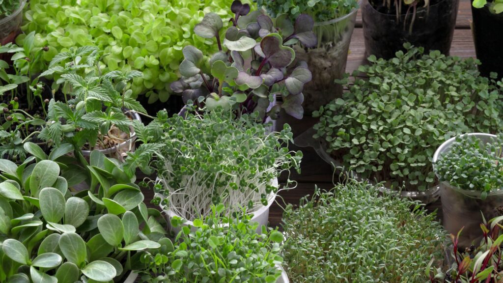 9 Types of Air Plants for Your Home