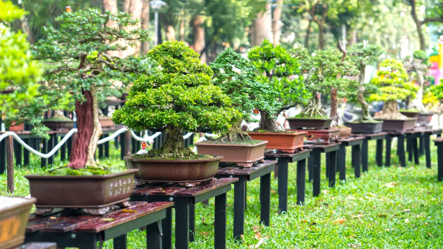 9 Types of Bonsai Trees for Every Gardener's Collection