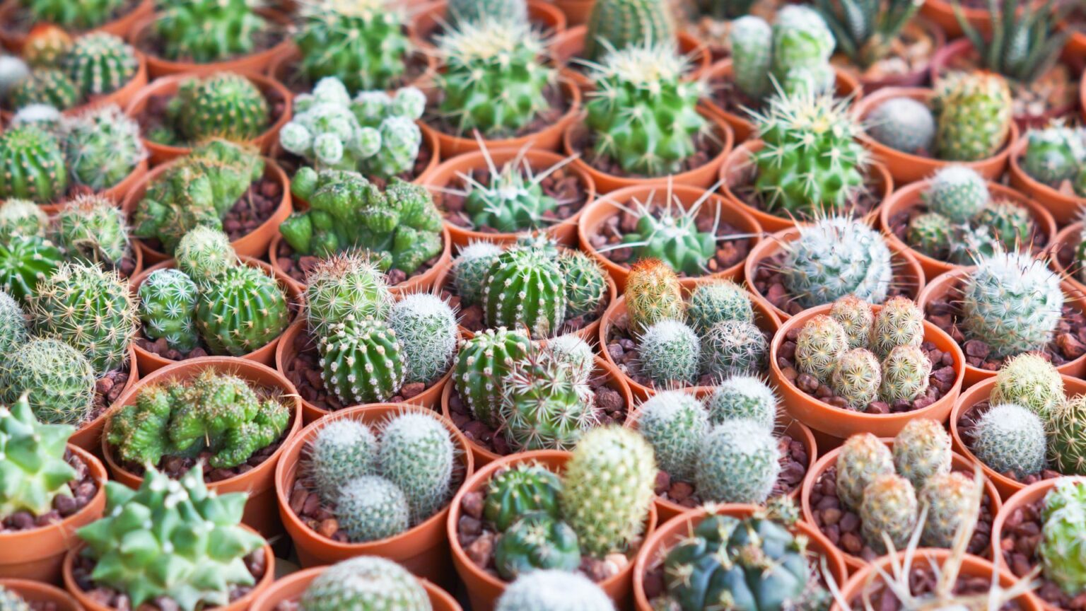 9 Types of Cactus and How to Care for Them