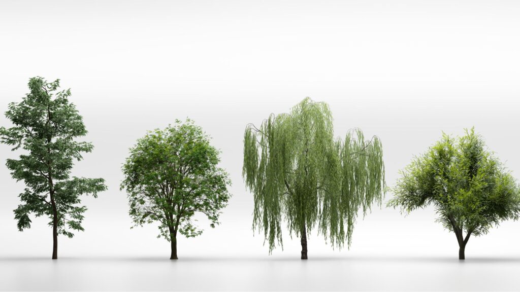 7 Types of Evergreen Trees to Perfect Your Landscape