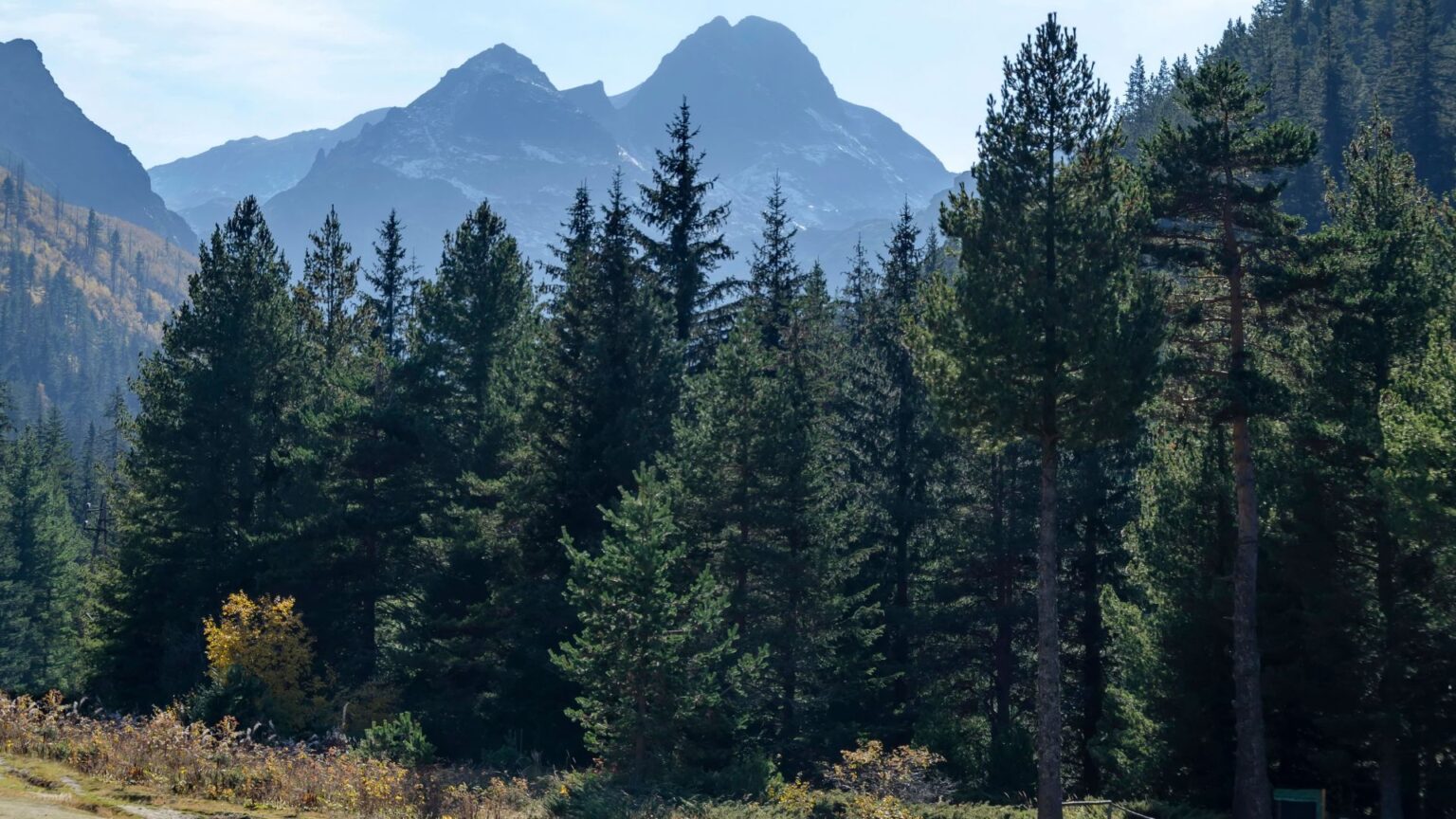 9 Types of Pine Trees for Enhancing Your Outdoor Space