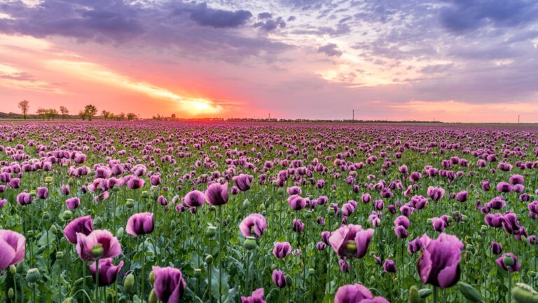 10 Breathtaking Types of Purple Flowers & Their Meanings