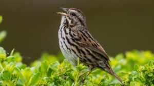 7 Types of Songbirds That Will Fill Your Garden with Beautiful Songs