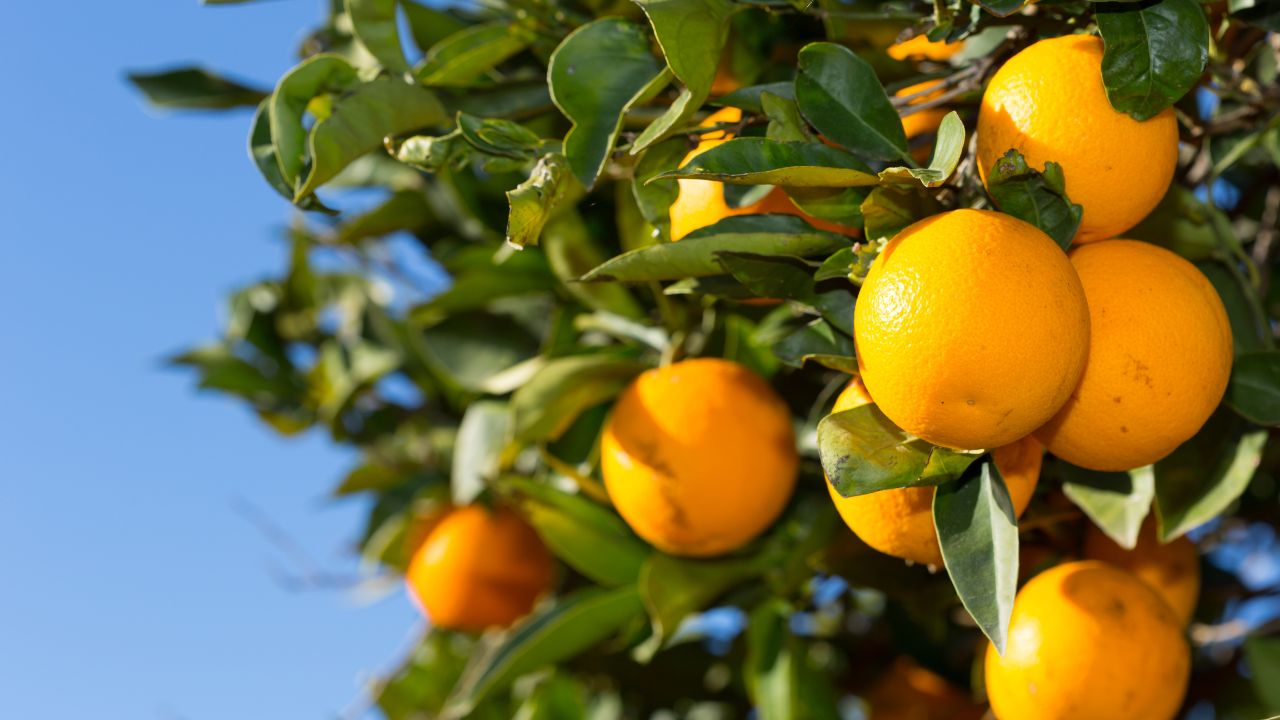 9 Types of Oranges and Most Popular Varieties
