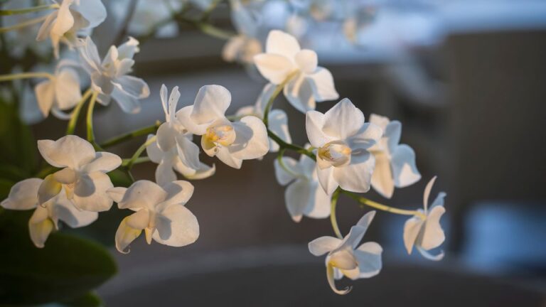 10 Flowers for Men That Are Stylish and Thoughtful