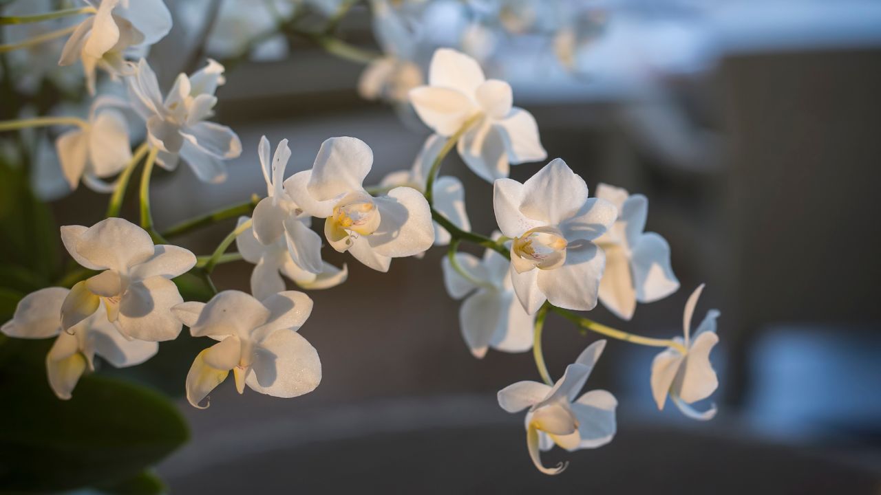 10 Flowers for Men That Are Stylish and Thoughtful