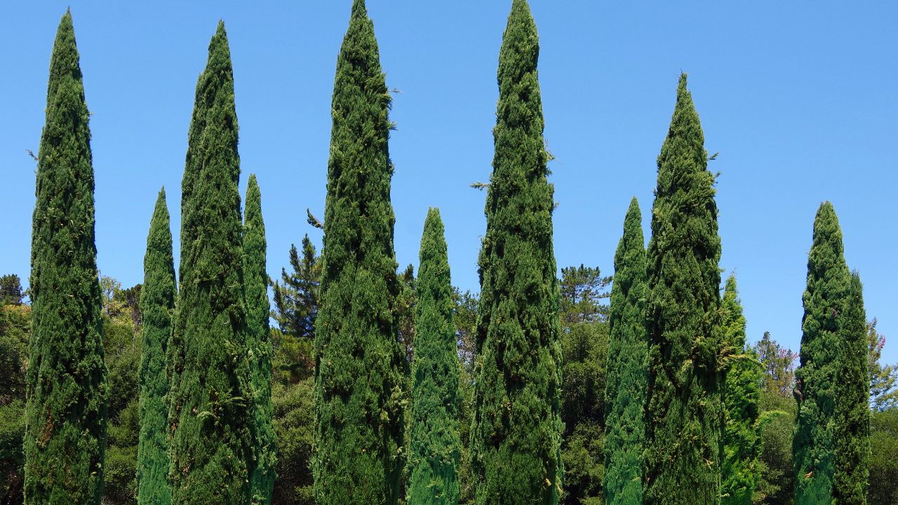 7 Types of Evergreen Trees to Perfect Your Landscape