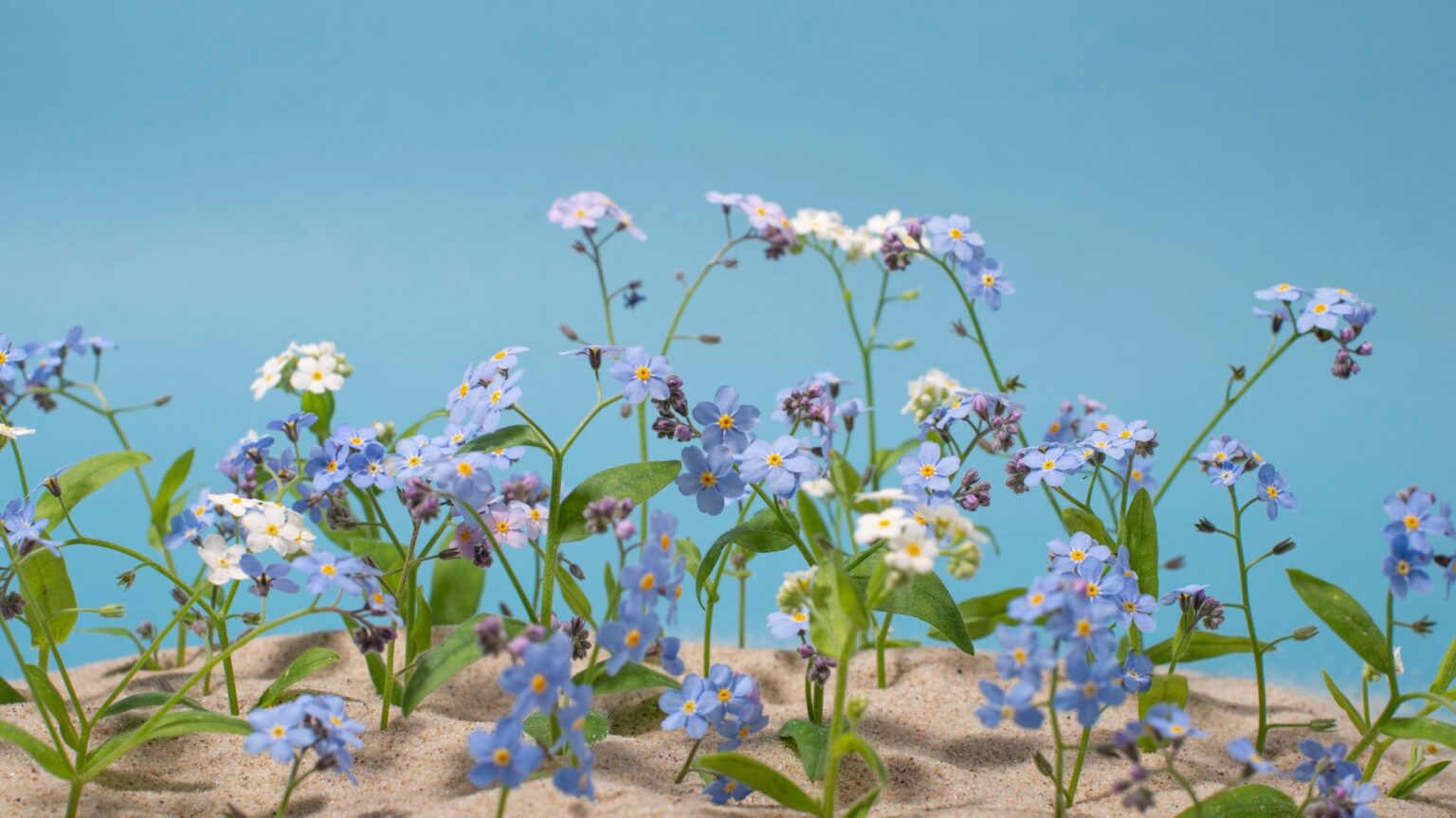 7 Best Perennials for Sandy Soil for Your Garden