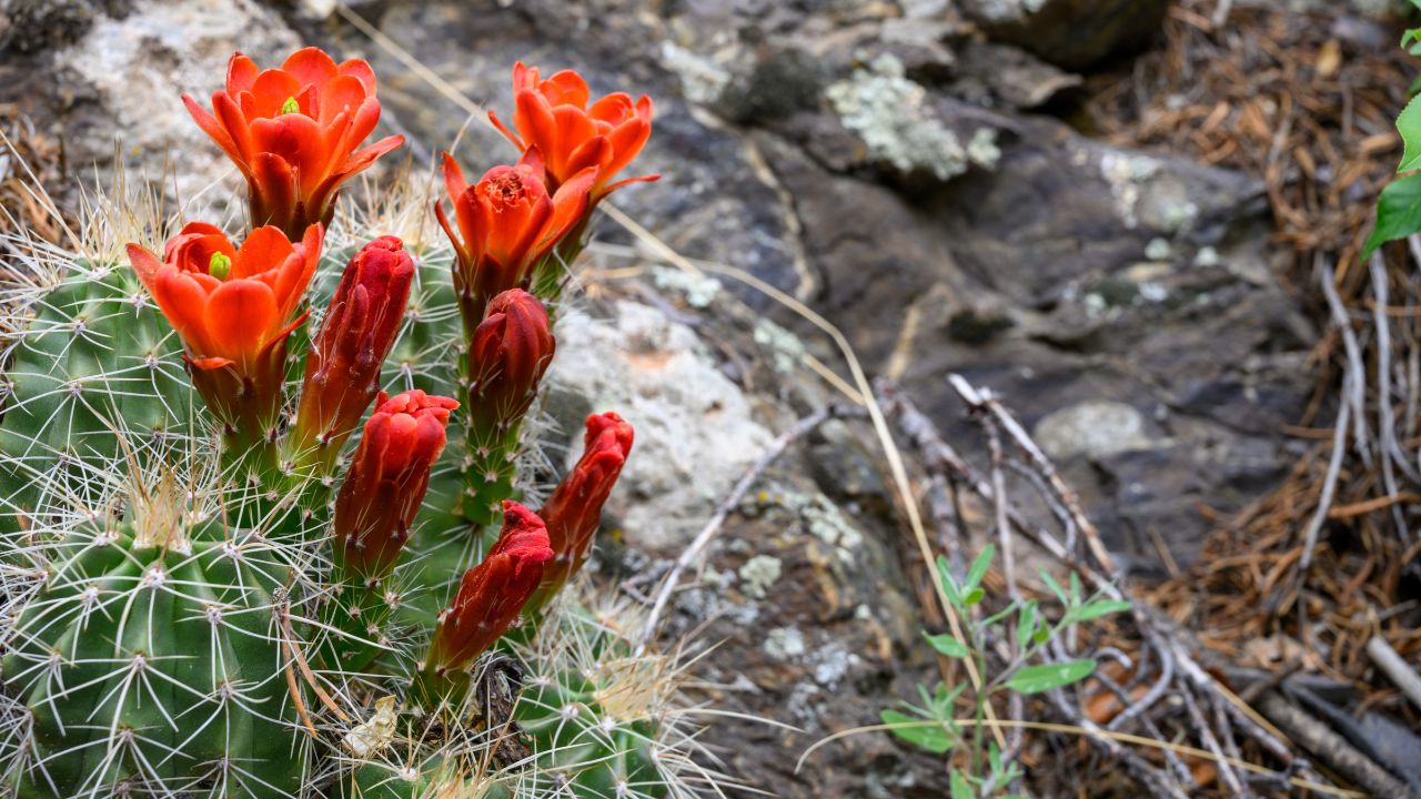 10 Best Types of Cactus Flowers That Will Take Your Breath Away!