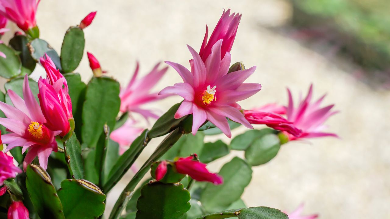 10 Best Types of Cactus Flowers That Will Take Your Breath Away!