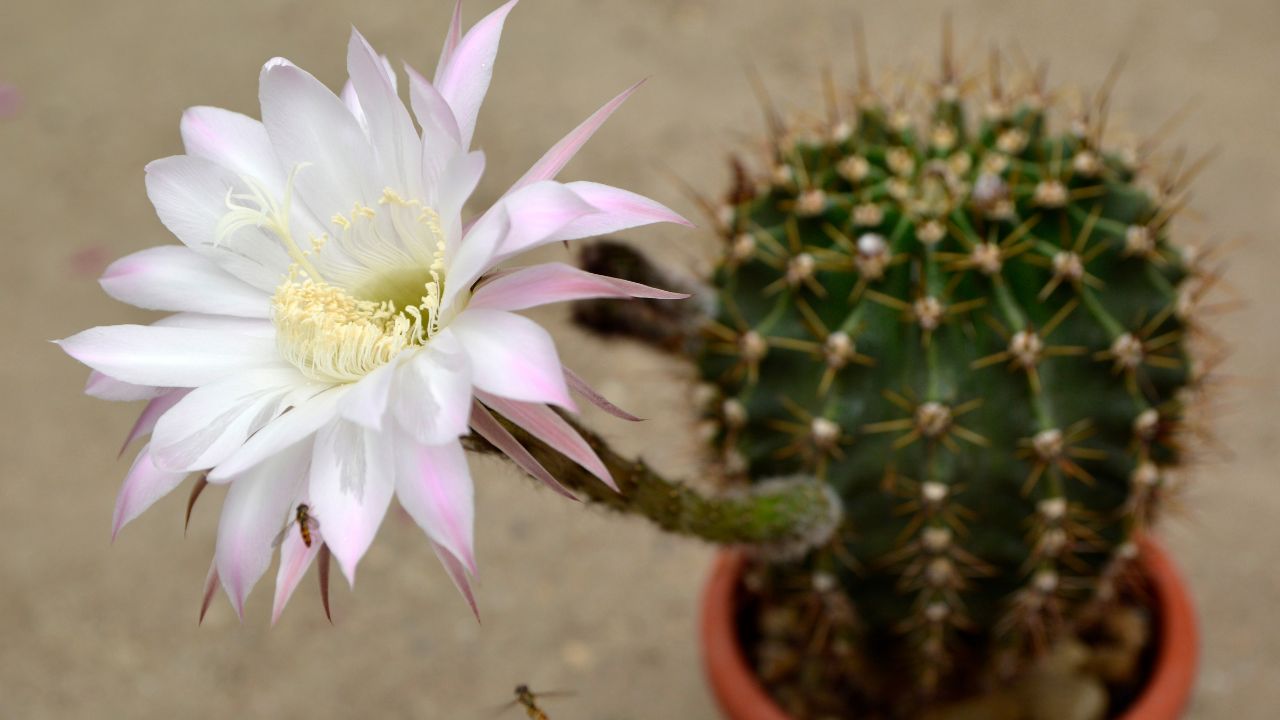 10 Best Types of Cactus Flowers That Will Take Your Breath Away!